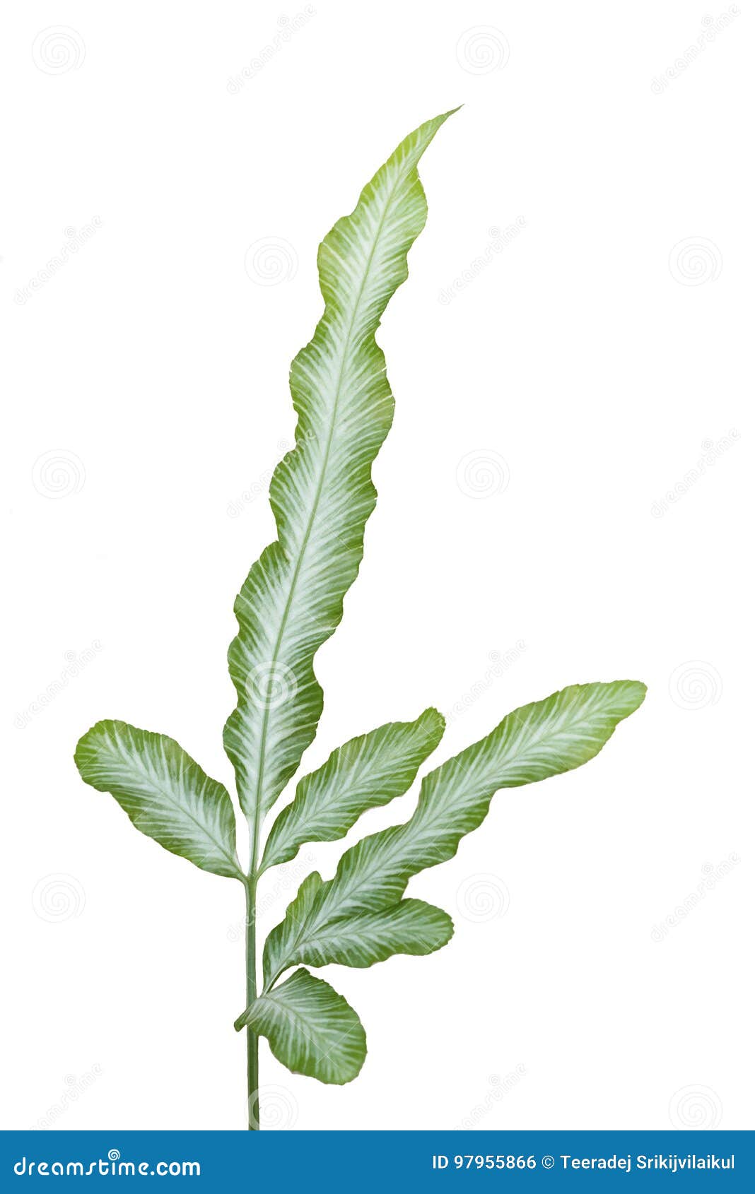 `Pteridaceae Pteris Argyrea Silver Brake` Fern Plant Branch With White ...