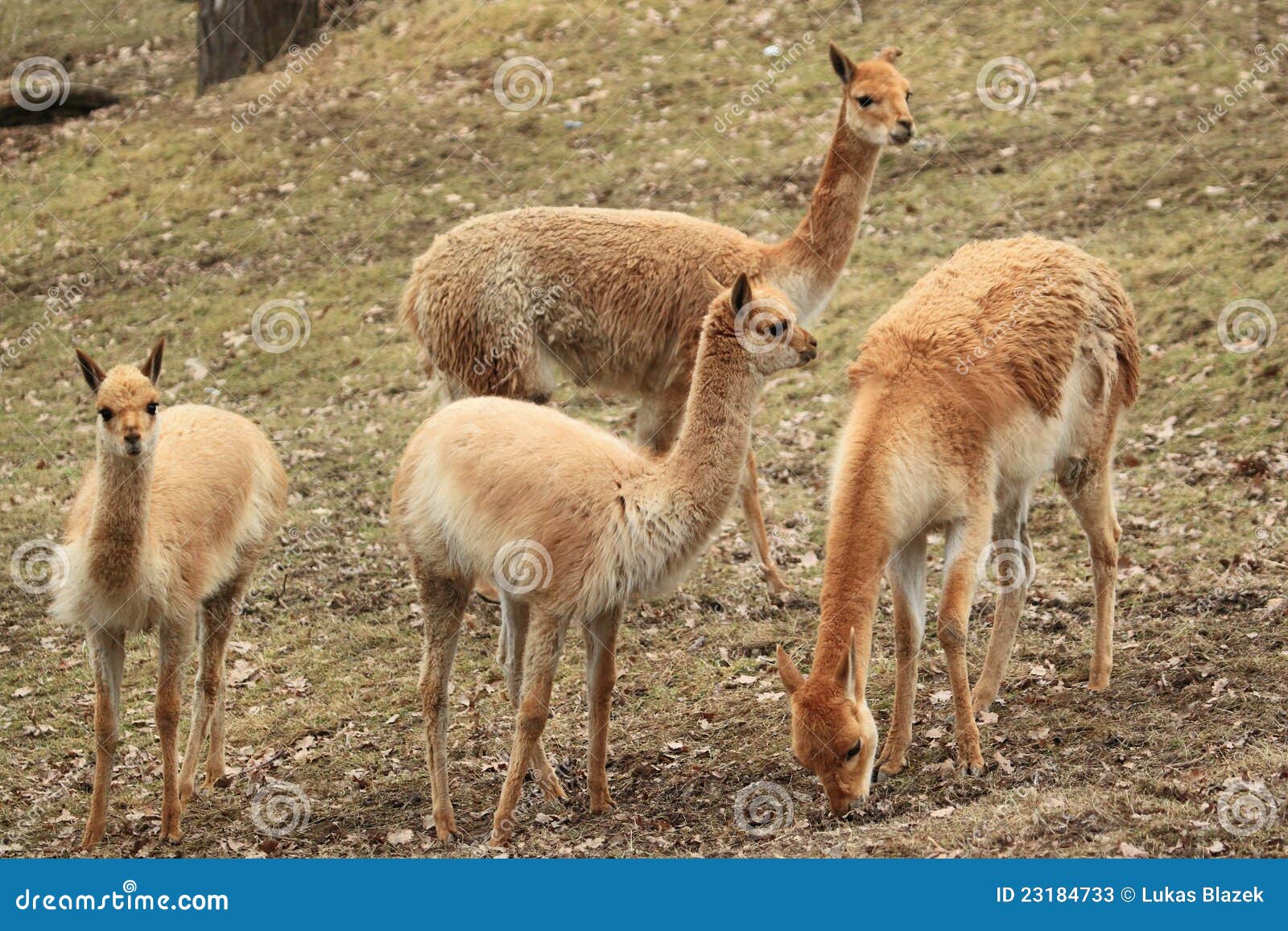 Vicugna stock image. Image of vikugna, american, mammal - 23184733