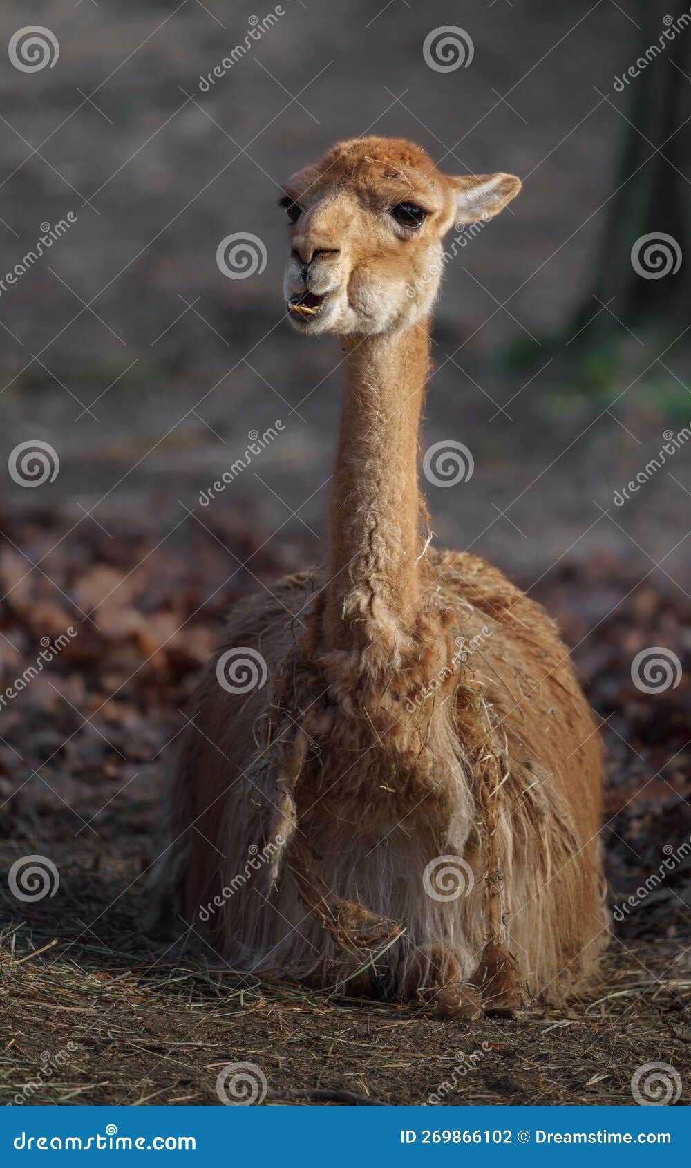 Vicugna stock photo. Image of furry, ecuador, huacaya - 269866102