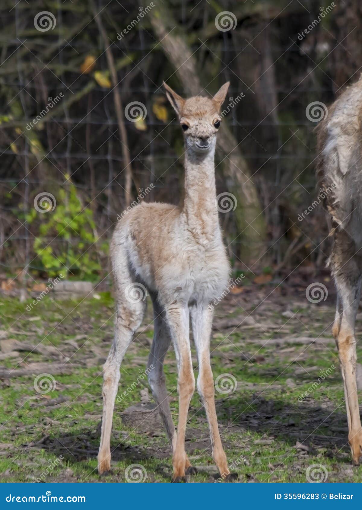 Vicugna baby stock image. Image of foal, breeding, camelidae - 35596283