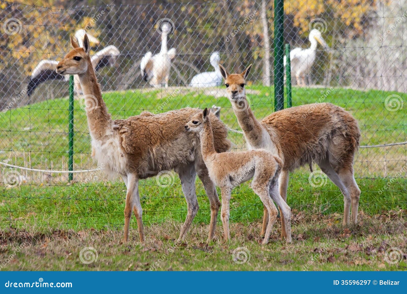 Vicugna baby stock image. Image of baby, foal, american - 35596297
