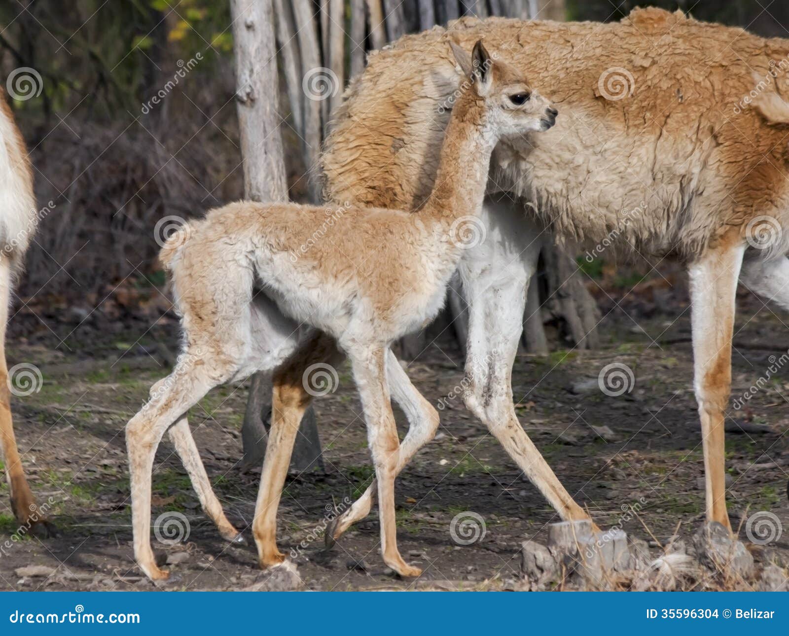 Vicugna baby stock photo. Image of vicugna, calf, young - 35596304