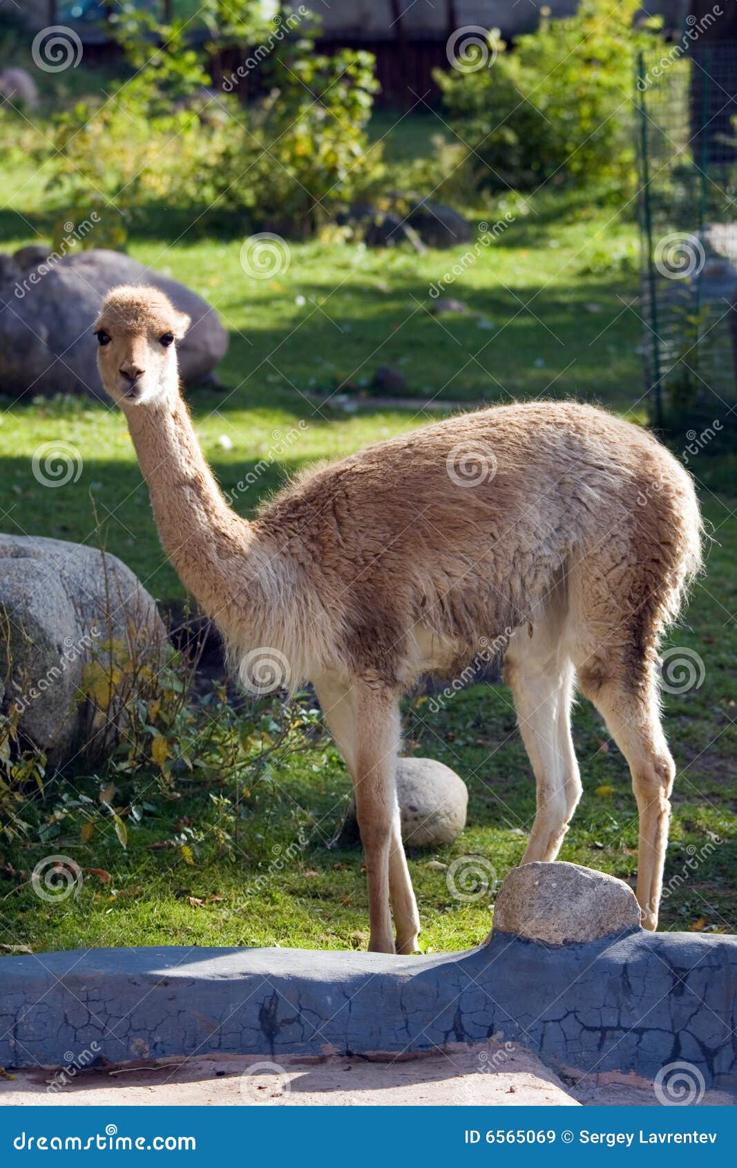 Vicuna stock image. Image of vicugna, lake, south, vicuna - 6565069