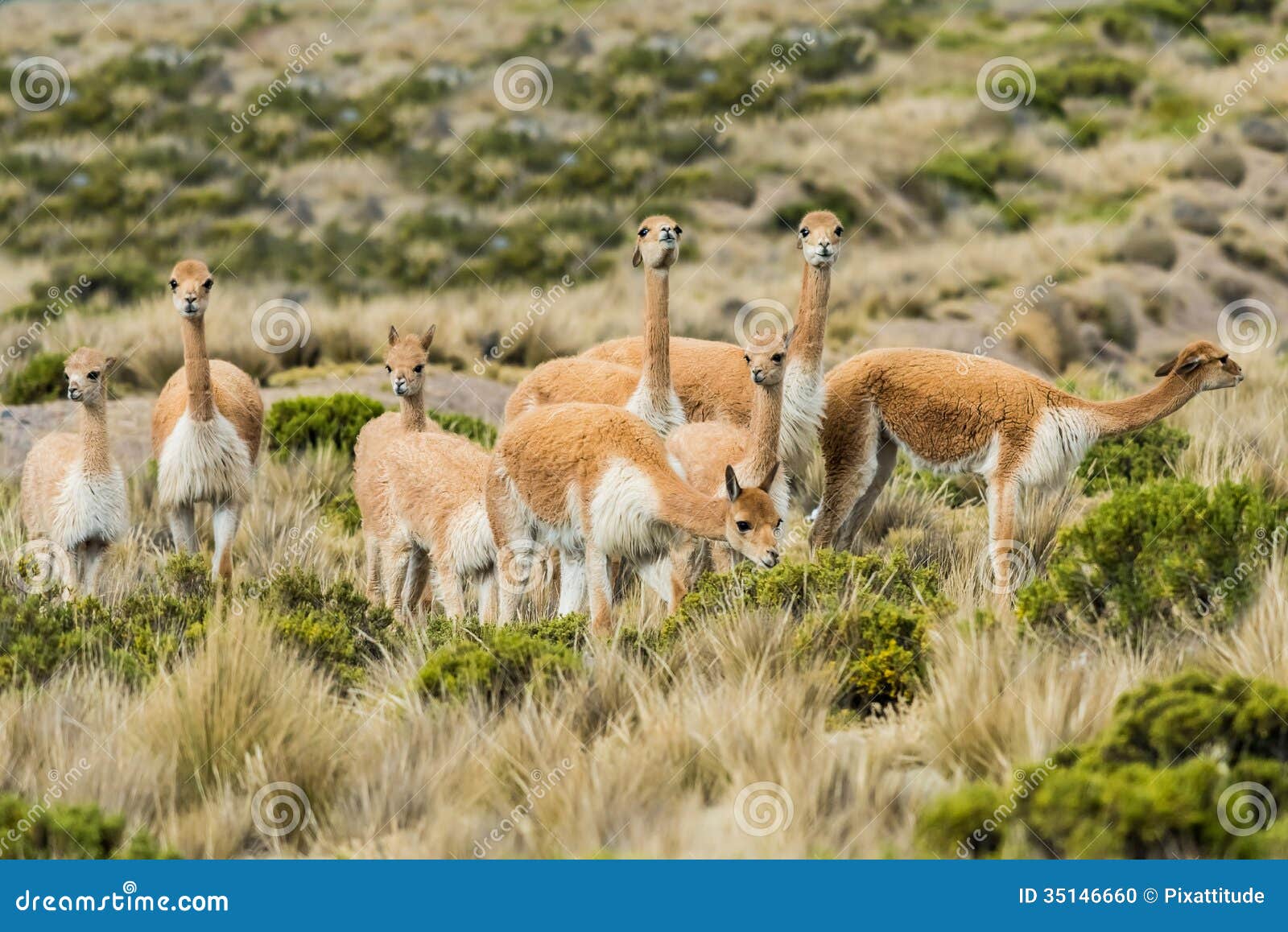 Vicuna in De Peruviaanse Andes Arequipa Peru Stock Foto - Image of ...