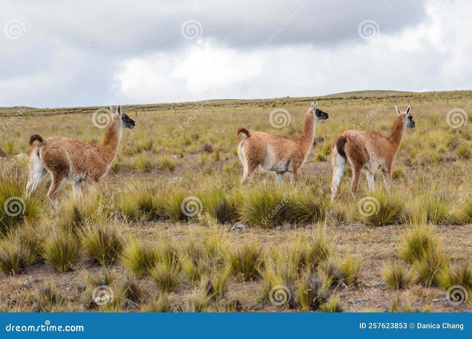 Vicuna Grazing in Salta, Argentina Stock Image - Image of vicua, plains ...