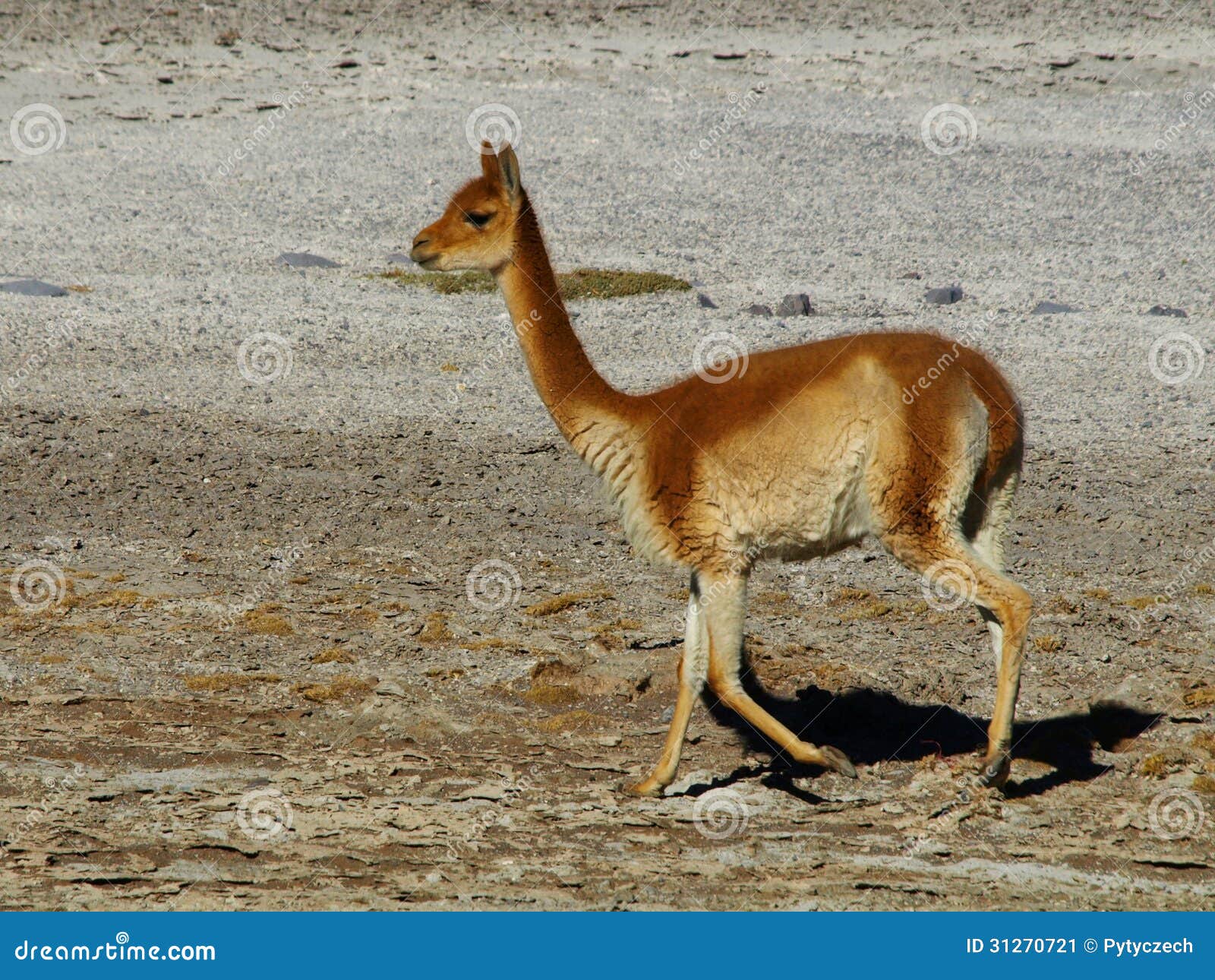 Vicuna stock image. Image of lagoon, lama, high, guanaco - 31270721