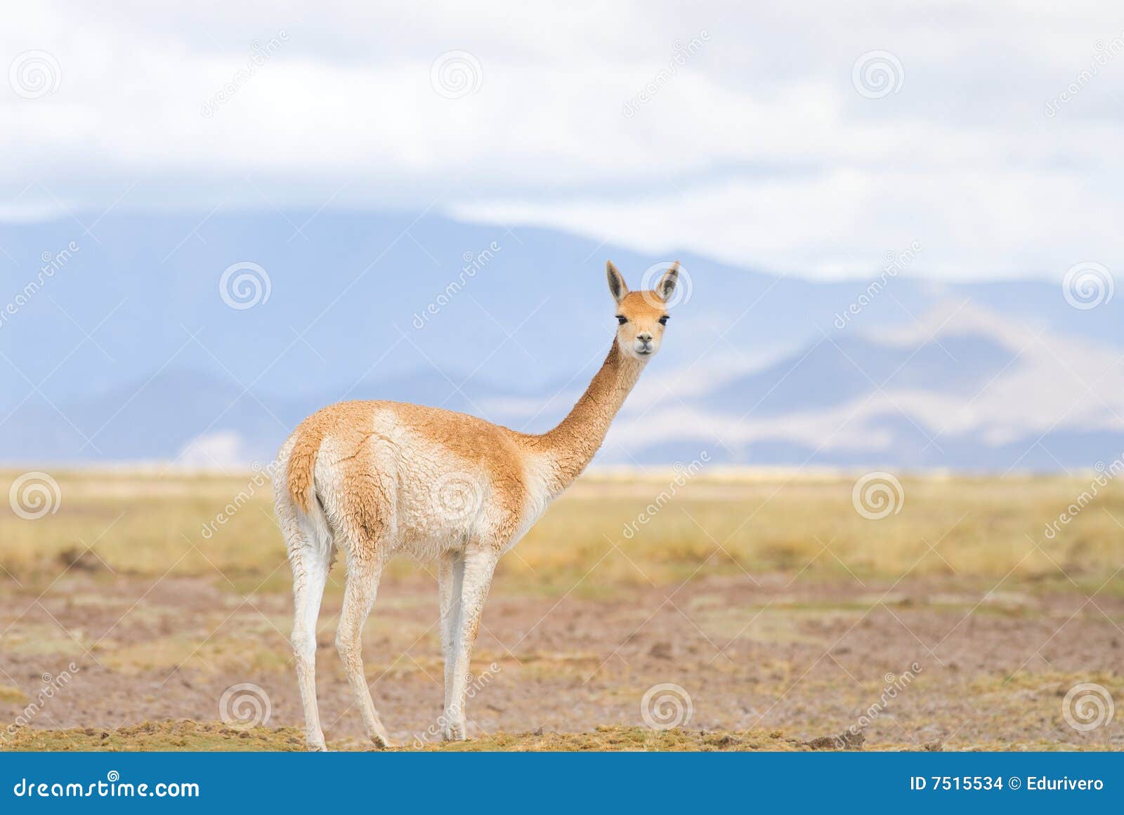 Vicuna (Vicgna Vicugna) Camelid from South Ameri Stock Photo - Image of ...