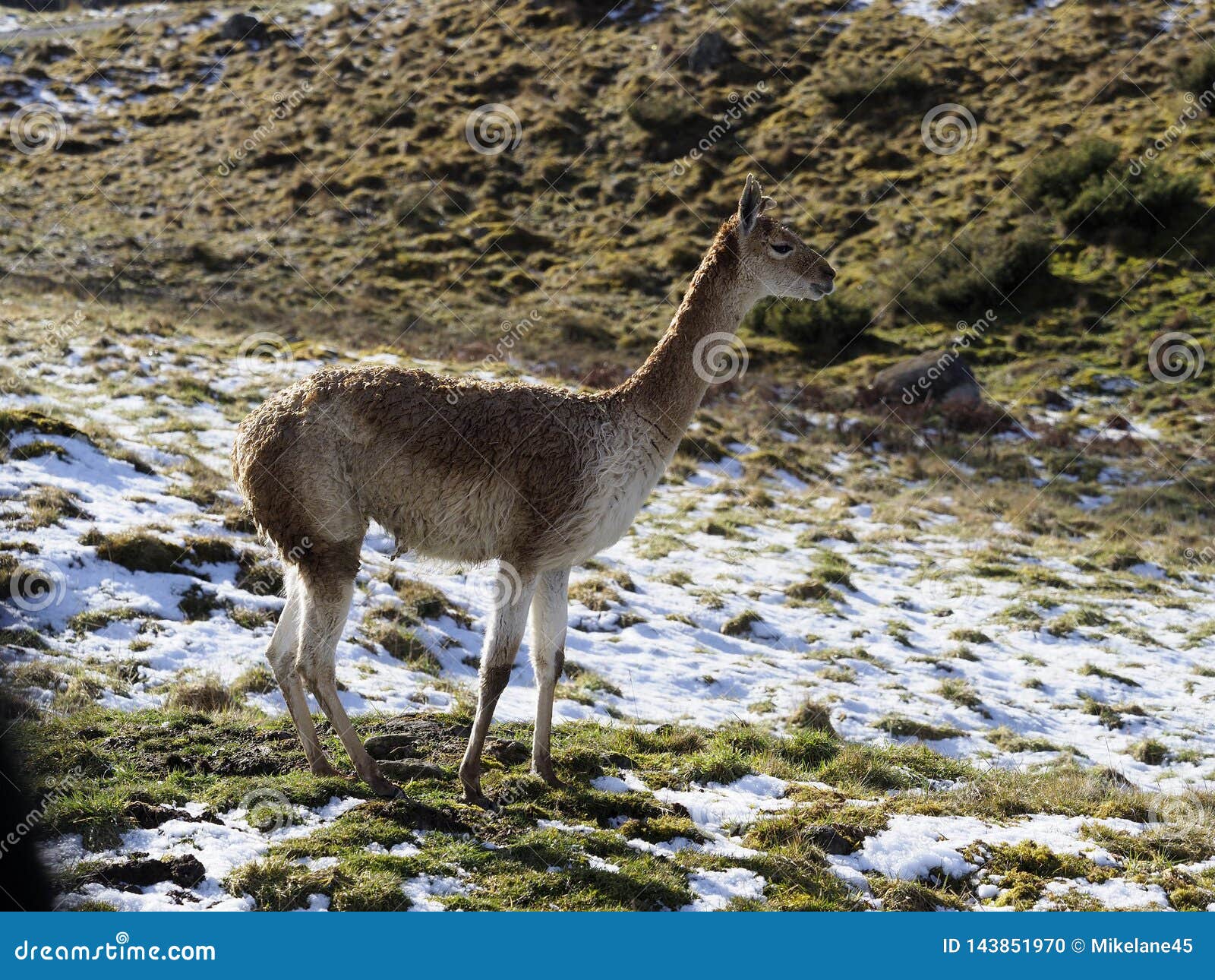 Vicuna, Vicugna vicugna stock photo. Image of bird, animal - 143851970