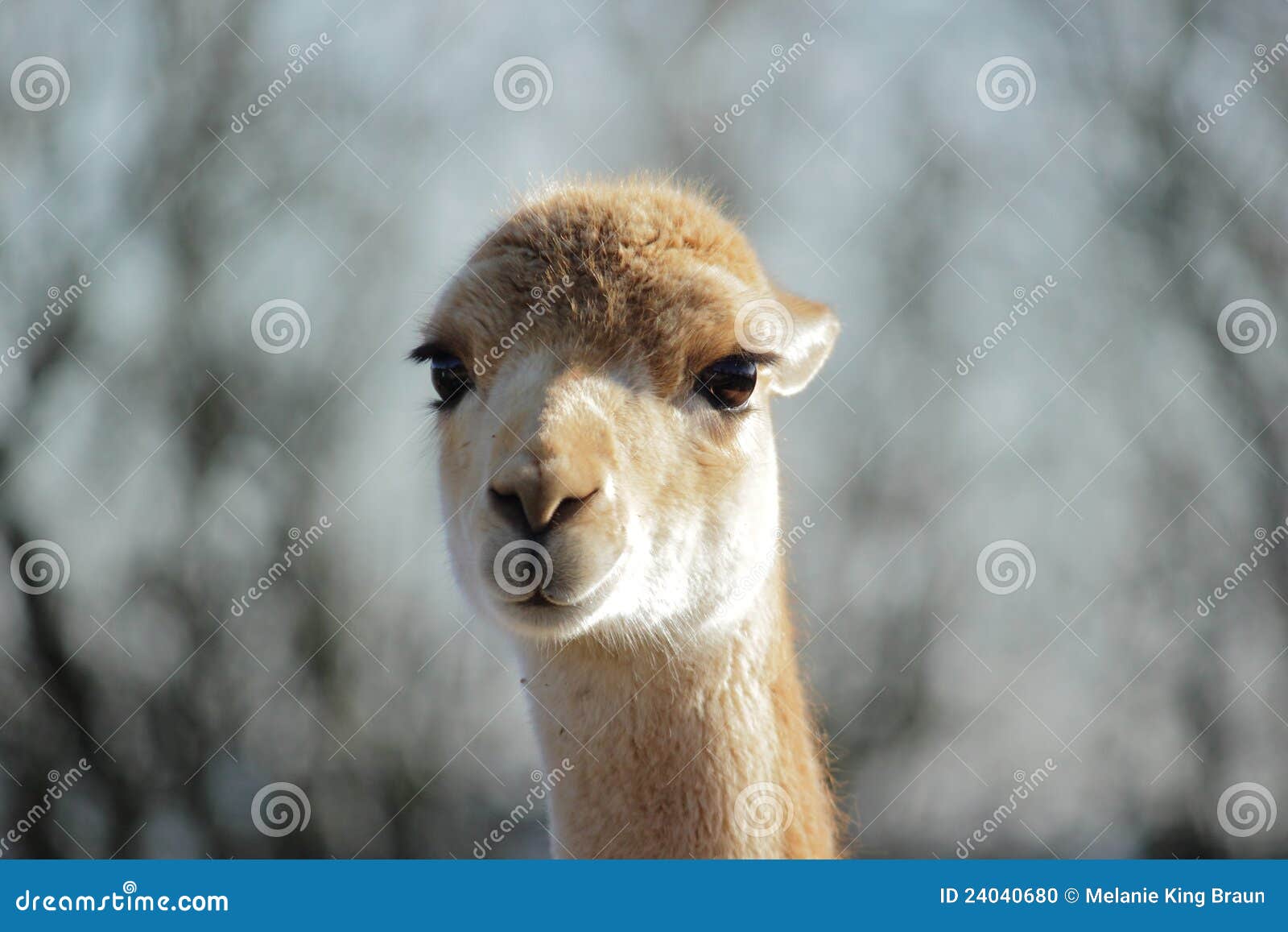 Vicuna (Vicugna vicugna) stock photo. Image of wool, wild - 24040680