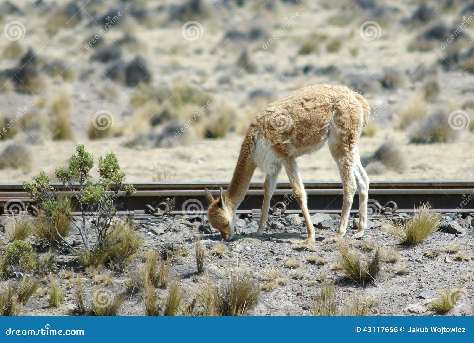 Vicuna stock photo. Image of south, wool, field, grass - 43117666