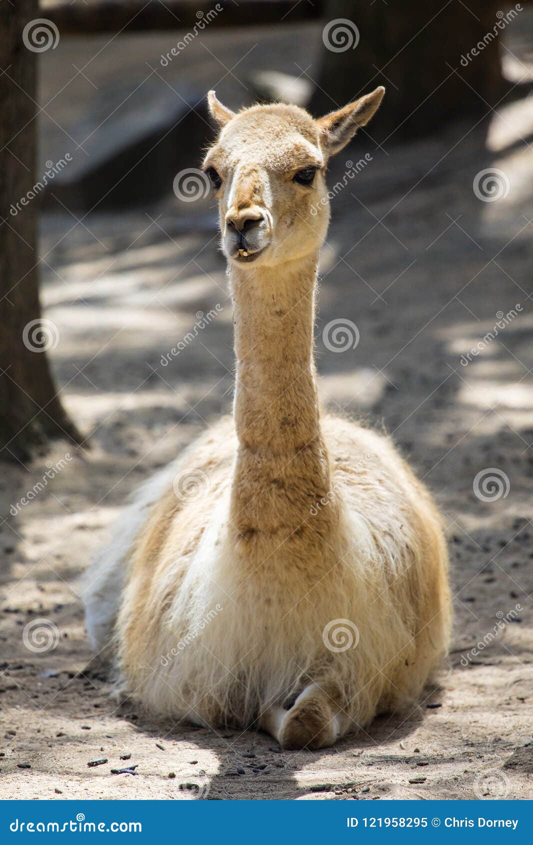 Vicuna stock image. Image of natural, south, american - 121958295