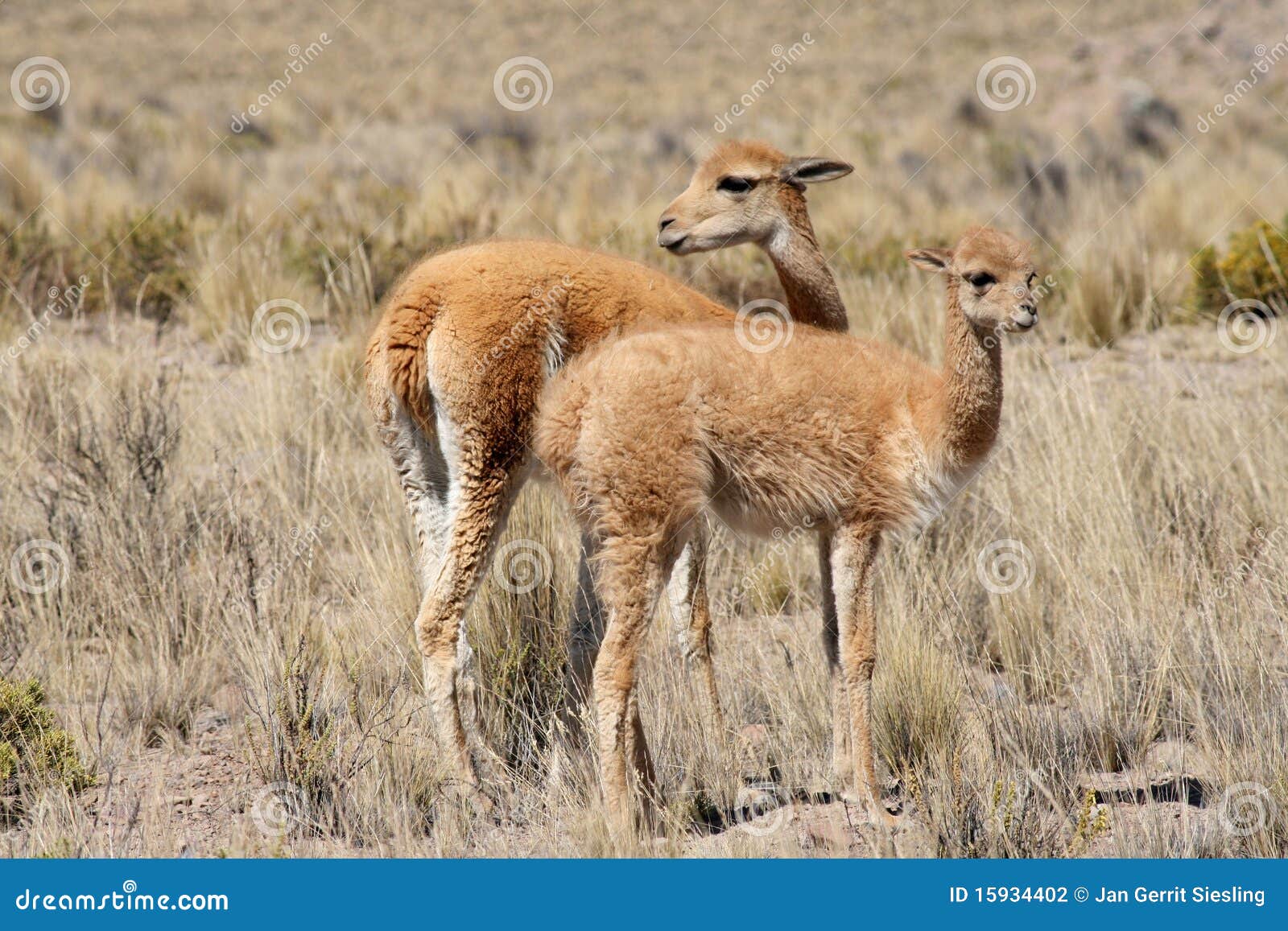 Vicunas in Peru stock photo. Image of pair, vicuna, south - 15934402