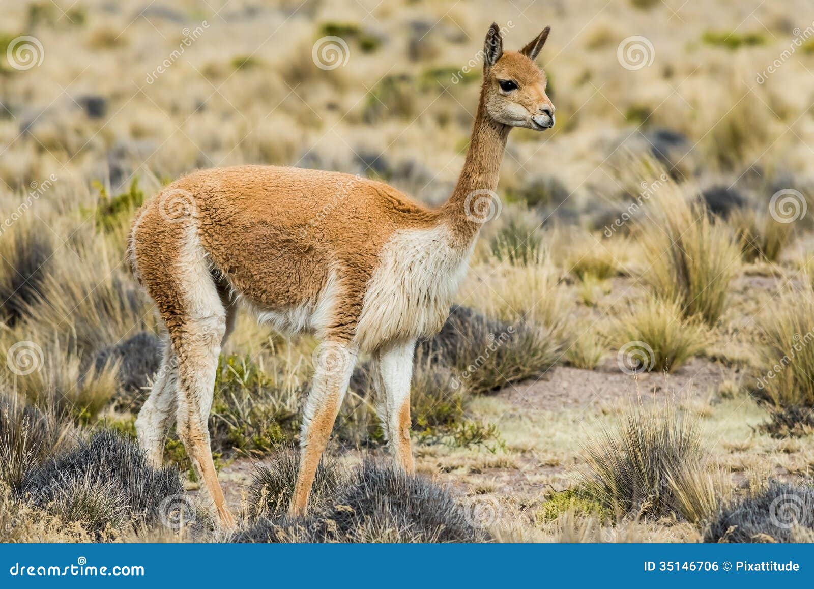 Vicunha No Peru Peruano De Andes Arequipa Foto de Stock - Imagem de ...