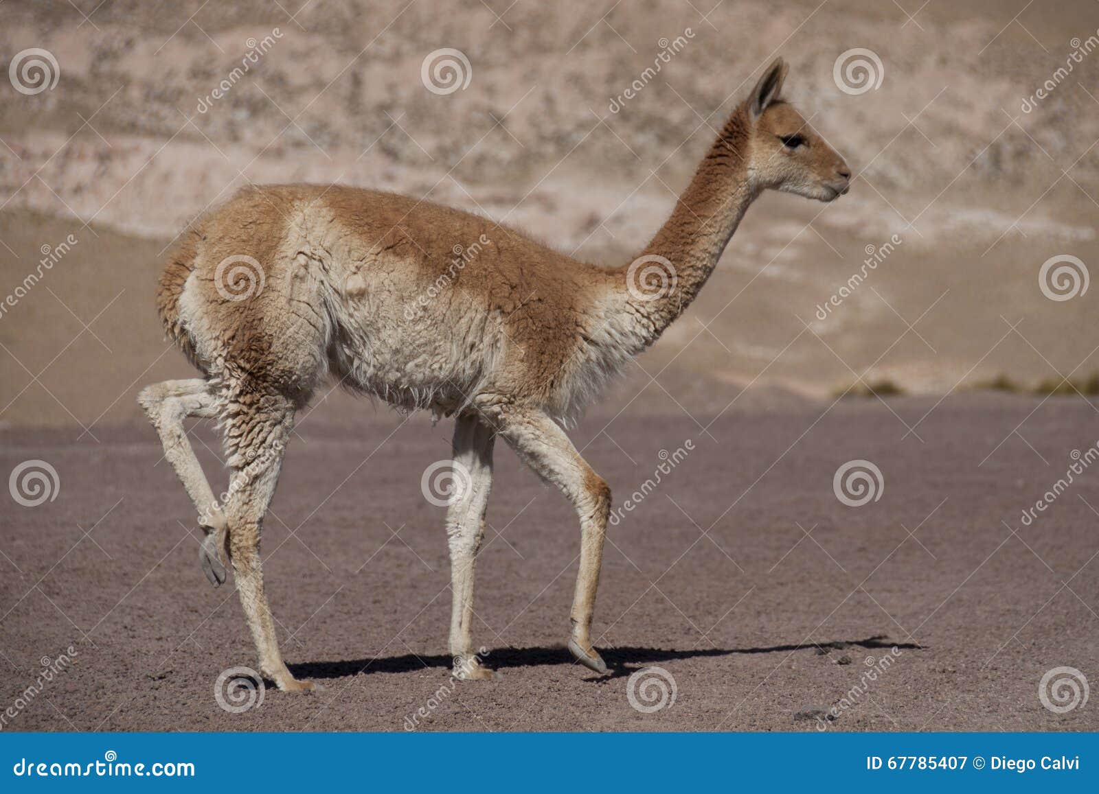 Vicunha nos Andes imagem de stock. Imagem de calor, seco - 67785407
