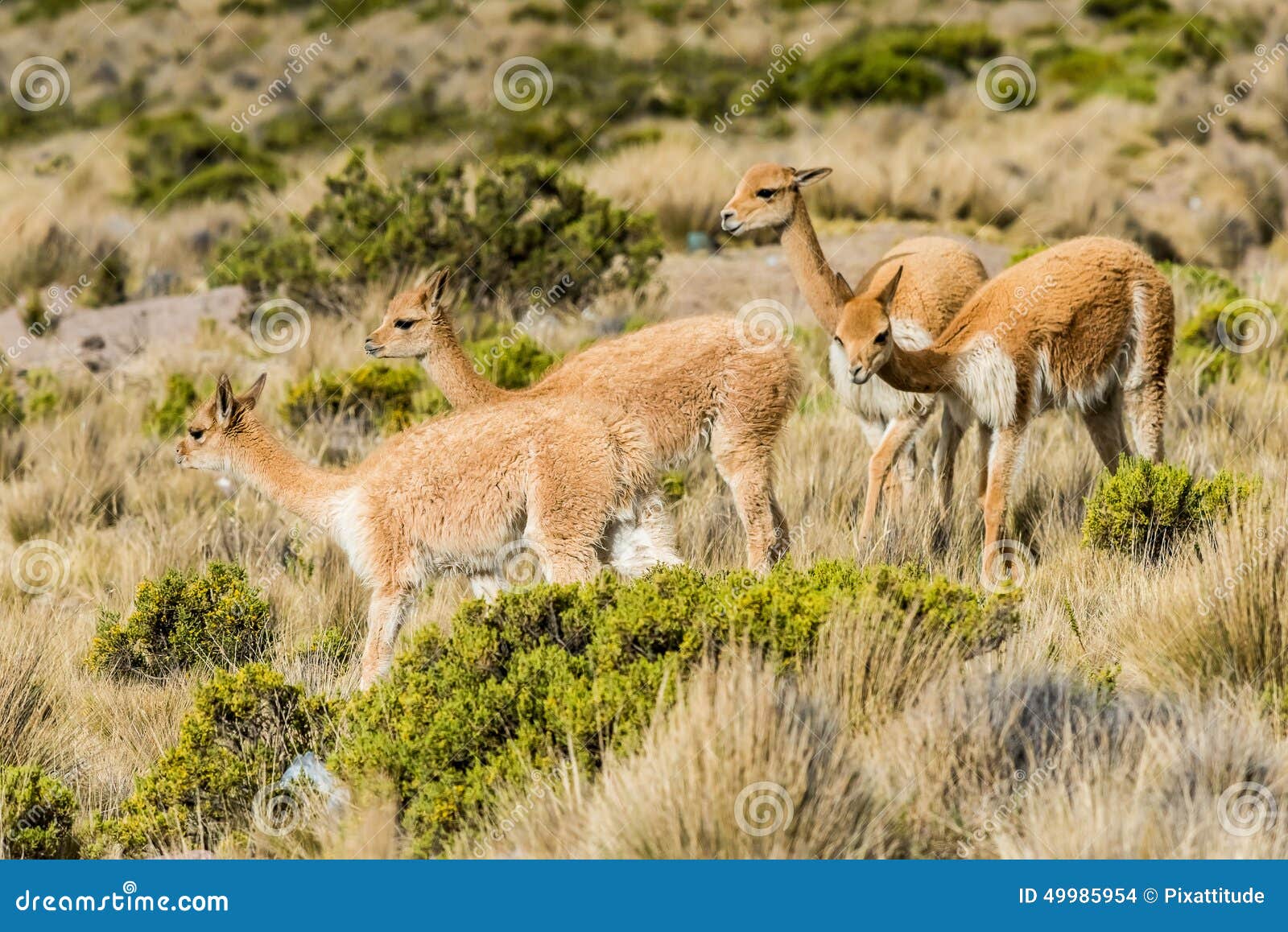 Vicunhas No Peru Peruano De Andes Arequipa Foto de Stock - Imagem de ...