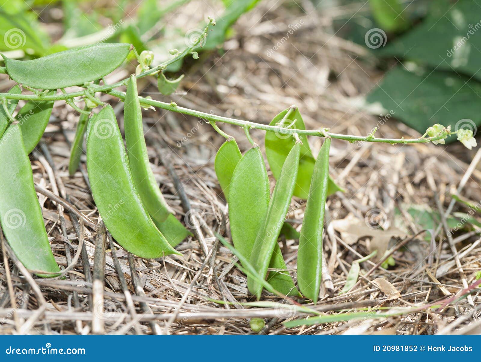 Vid Baja De La Haba De Lima Foto de archivo - Imagen de racimo, crudo ...