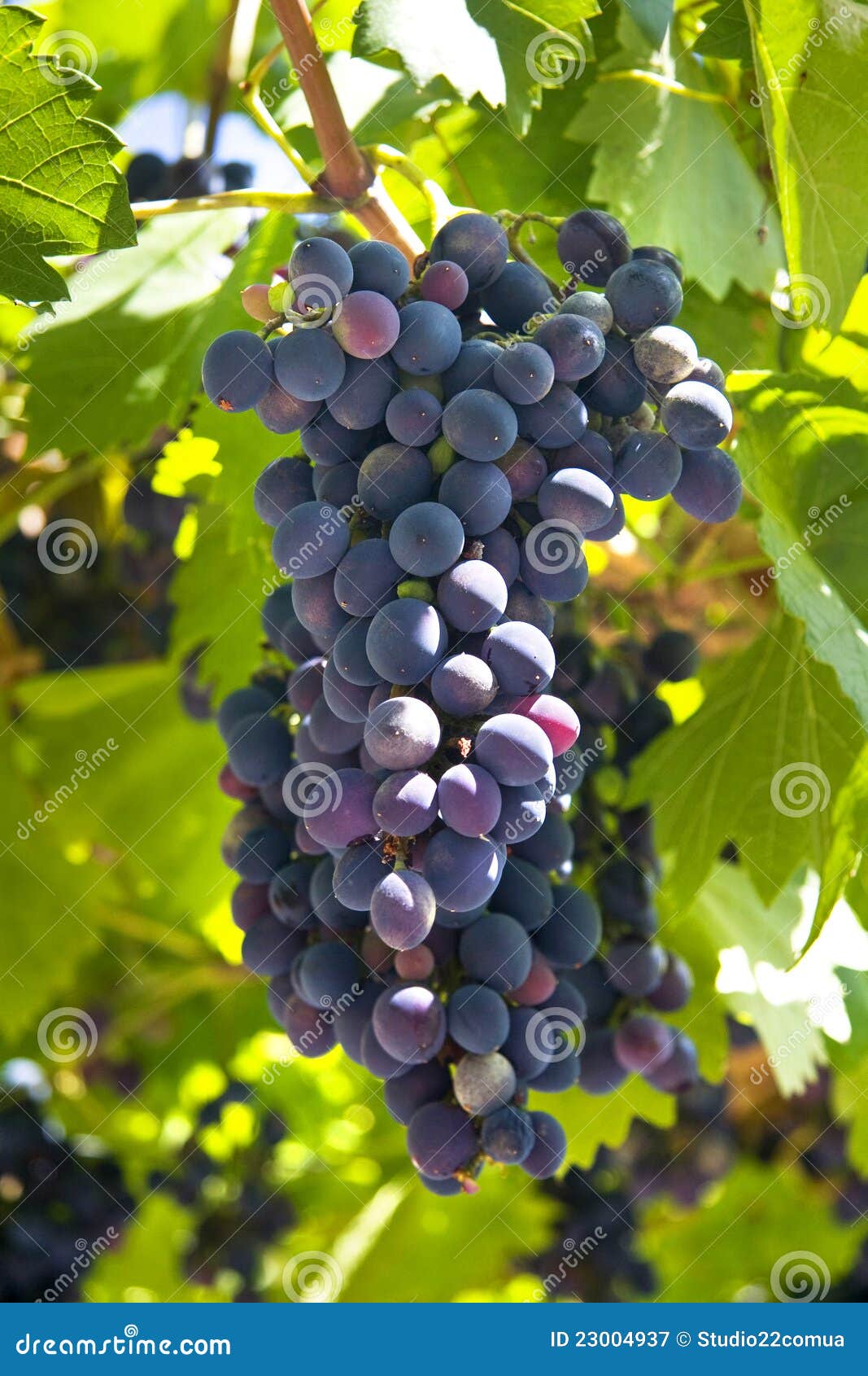 Vid de uva imagen de archivo. Imagen de rojo, postre - 23004937
