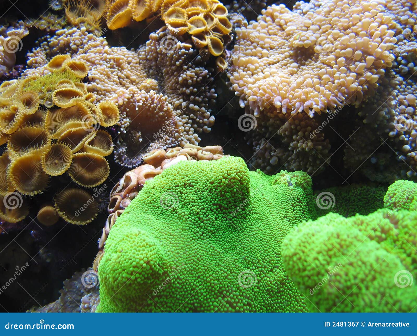 Vida acuática imagen de archivo. Imagen de burbujas, marina - 2481367