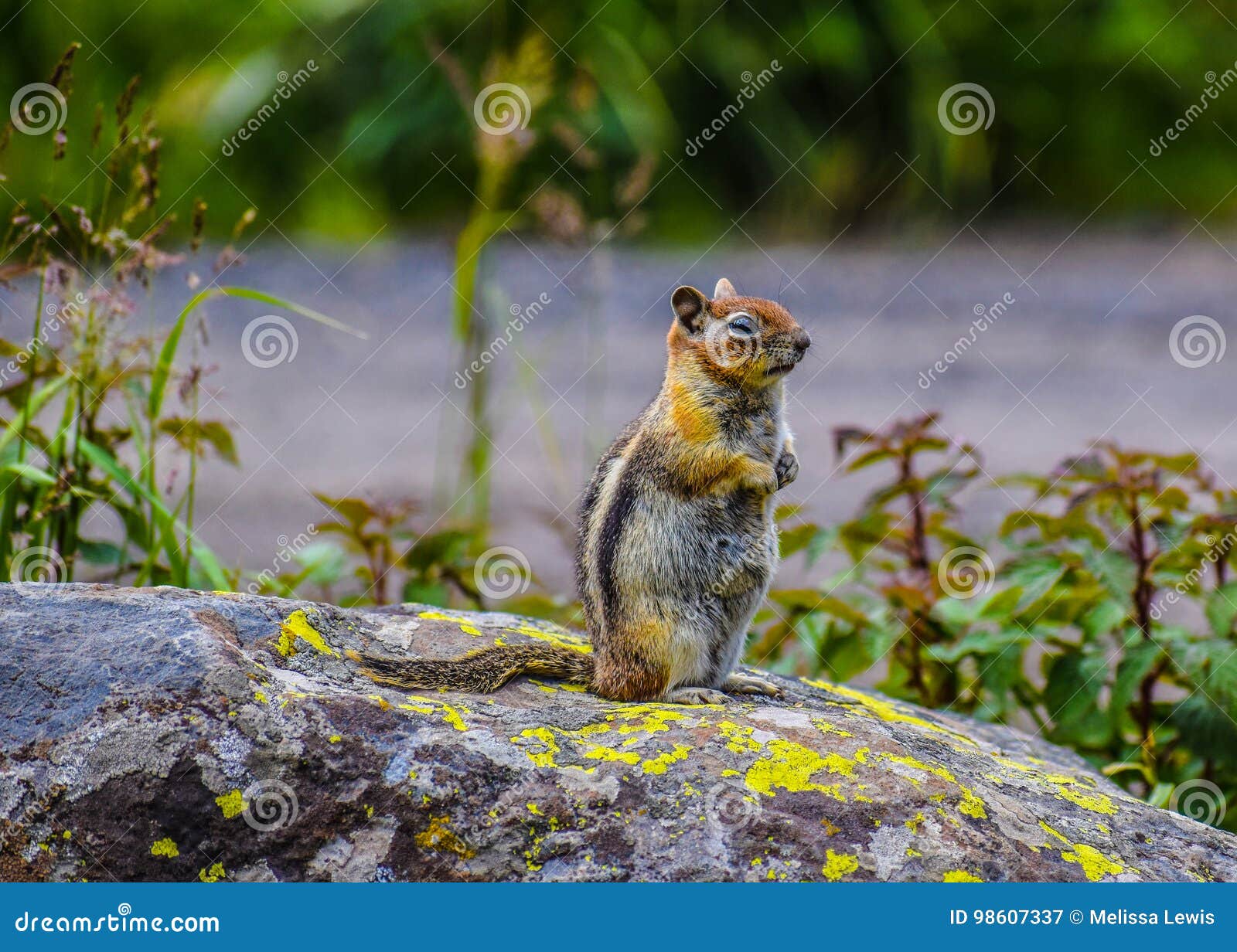 Vida de la ardilla listada imagen de archivo. Imagen de cierre - 98607337