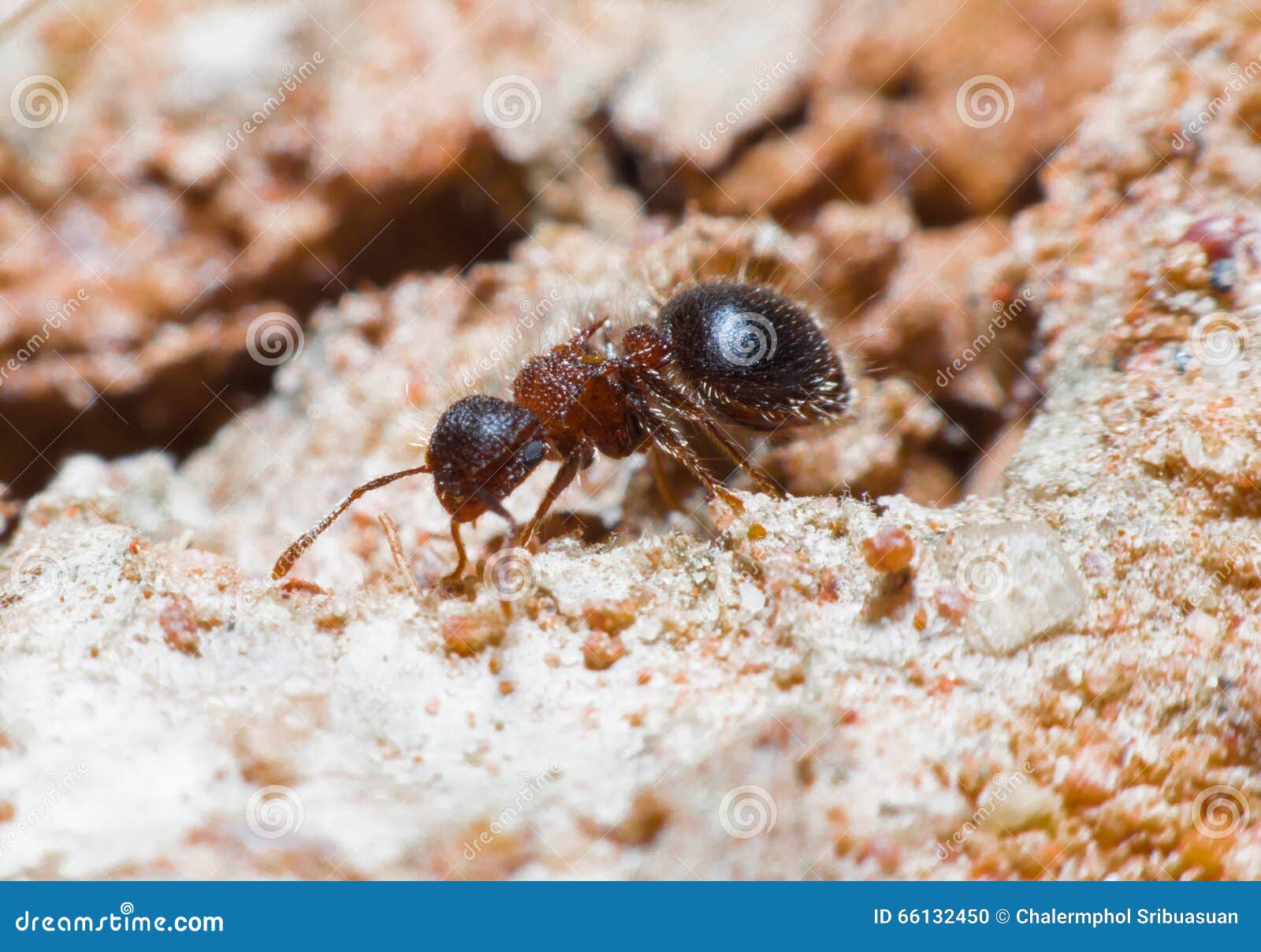 Vida de la hormiga foto de archivo. Imagen de bicho, insecto - 66132450