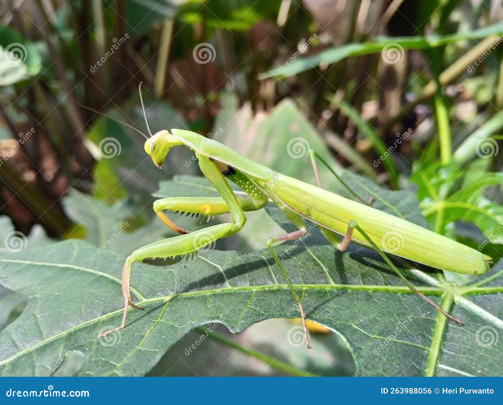 Vida De Los Insectos De Mantis Foto de archivo - Imagen de verde ...