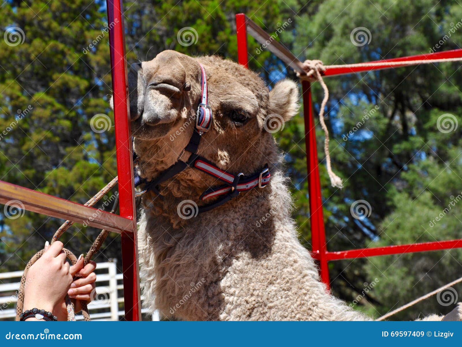 Vida do camelo imagem de stock. Imagem de pelaria, sendo - 69597409