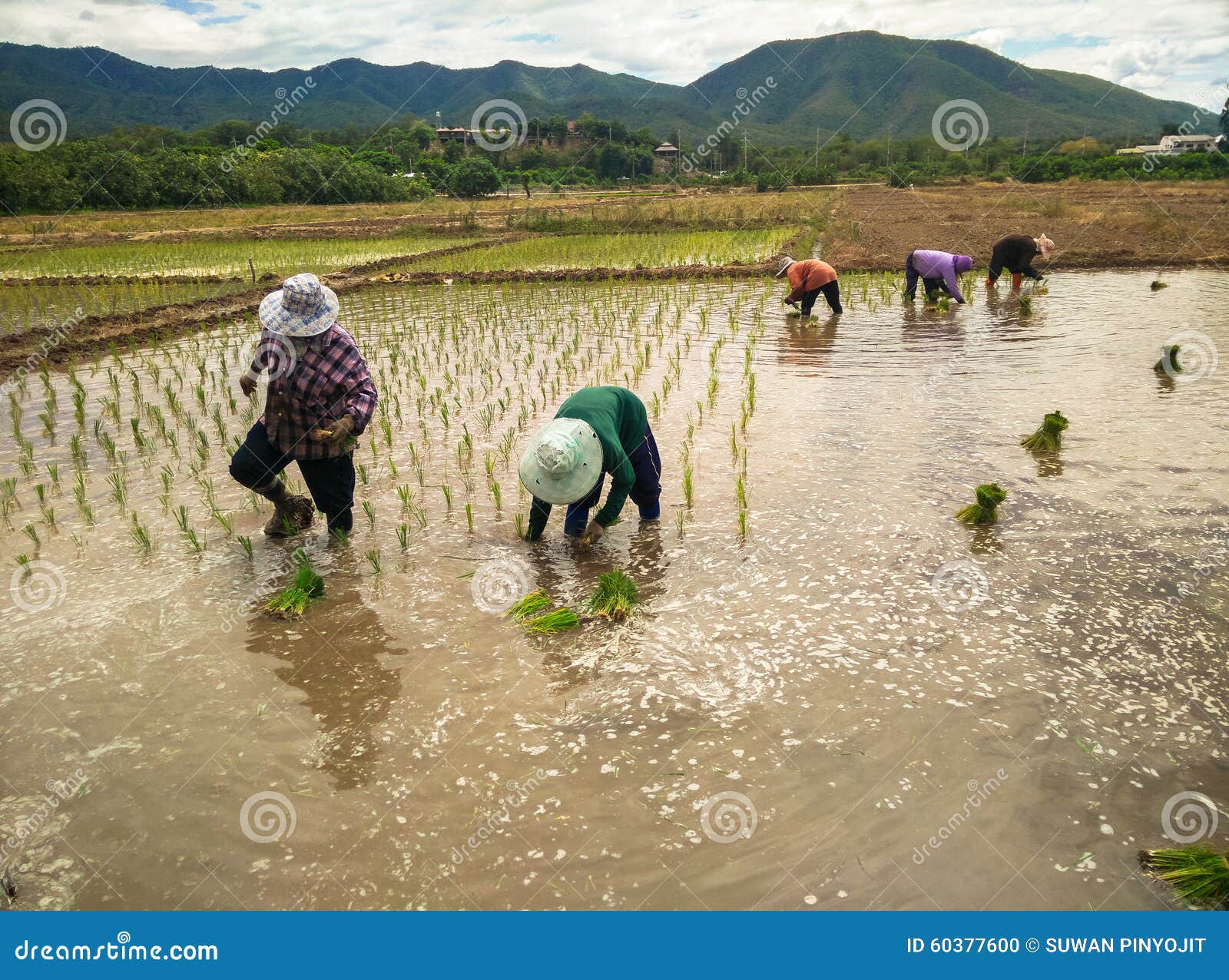 Vida do fazendeiro foto de stock. Imagem de fazenda, cultura - 60377600