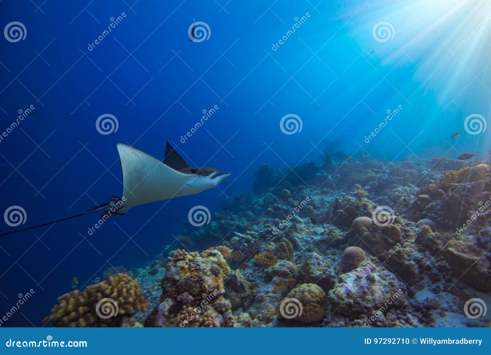 Vida Do Oceano Do Recife De Corais Em Maldivas Foto de Stock - Imagem ...