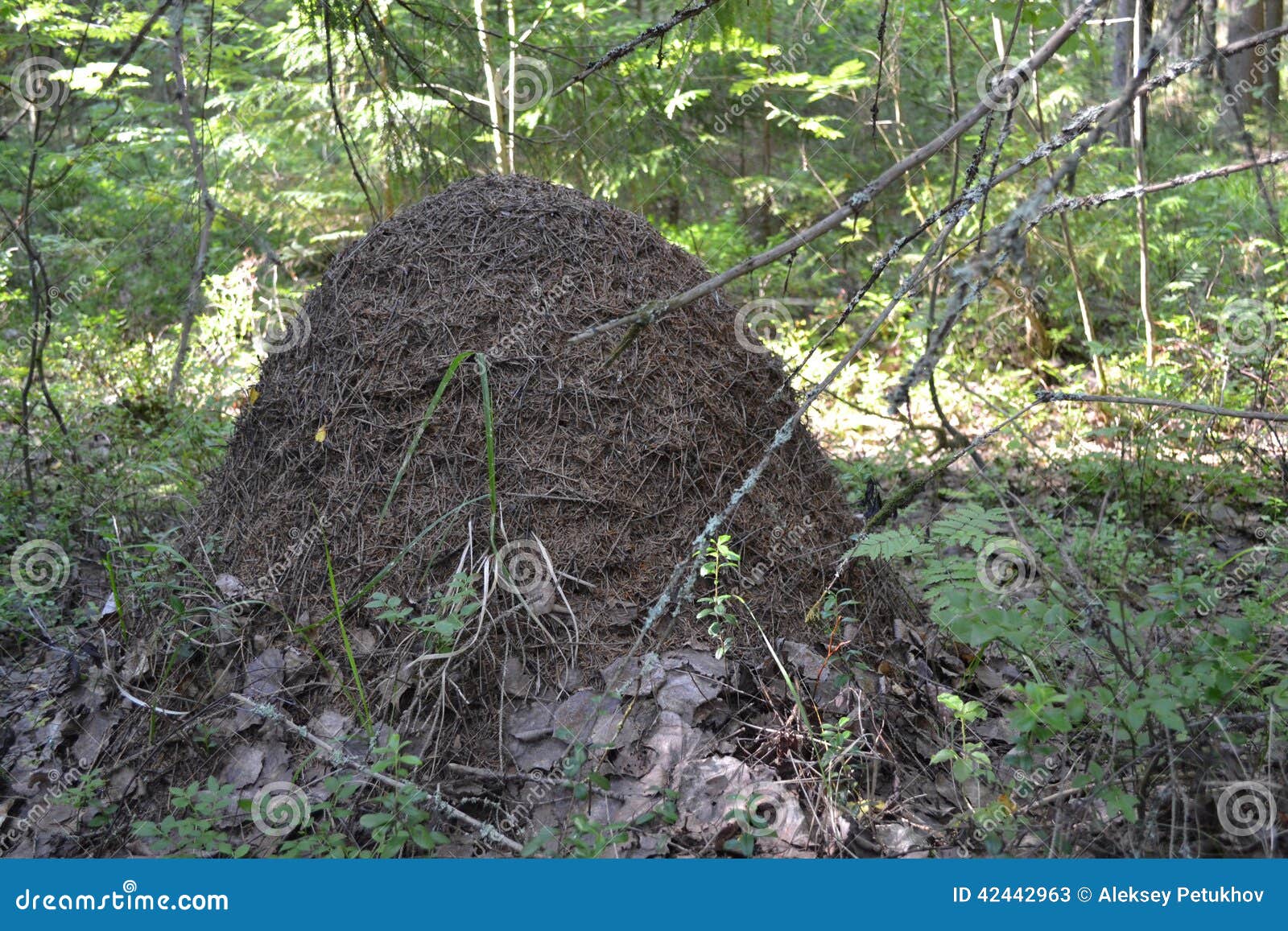 Vida Dos Insetos Da Floresta Do Monte Da Formiga Das Formigas Imagem de ...