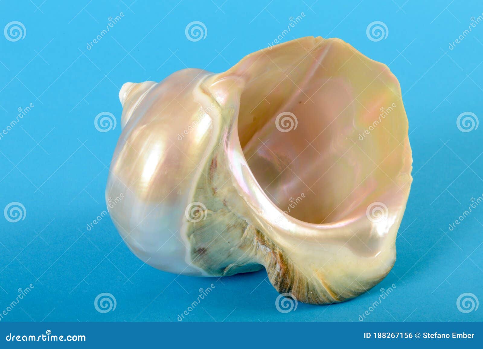 Vida morta de uma concha foto de stock. Imagem de fundo - 188267156