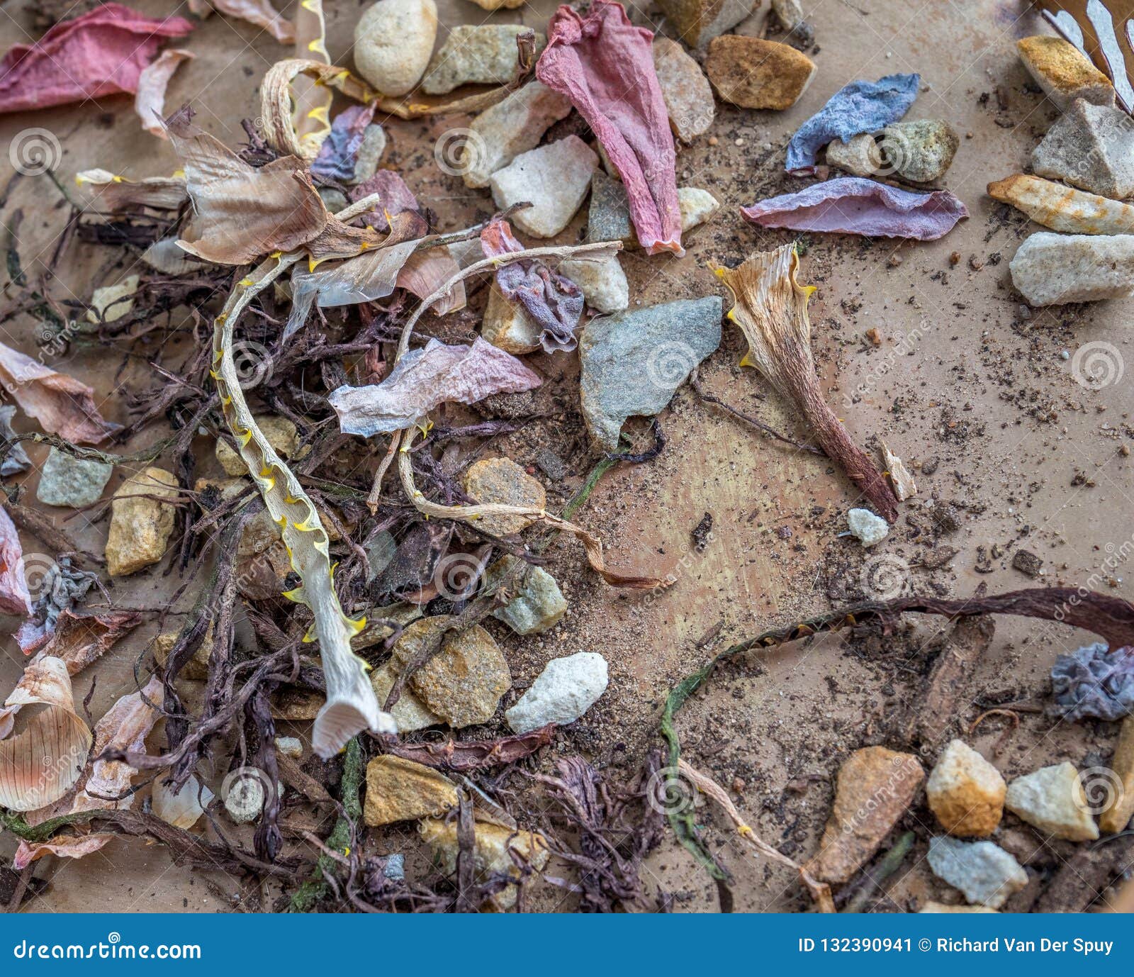 Vida Natural De La Calma Del Elemento Con El Espacio De La Copia Imagen ...