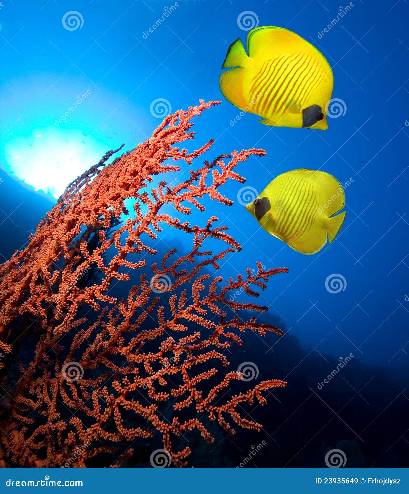 Vida subacuática imagen de archivo. Imagen de profundidad - 23935649
