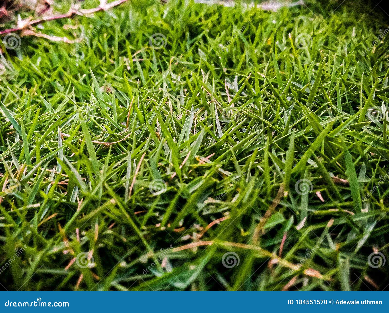 Vida verde vida saludable foto de archivo. Imagen de planta - 184551570