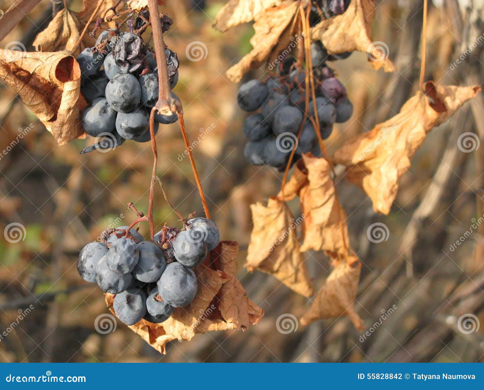 Videira Azul Nas Folhas Secas Do Outono Foto de Stock - Imagem de ...