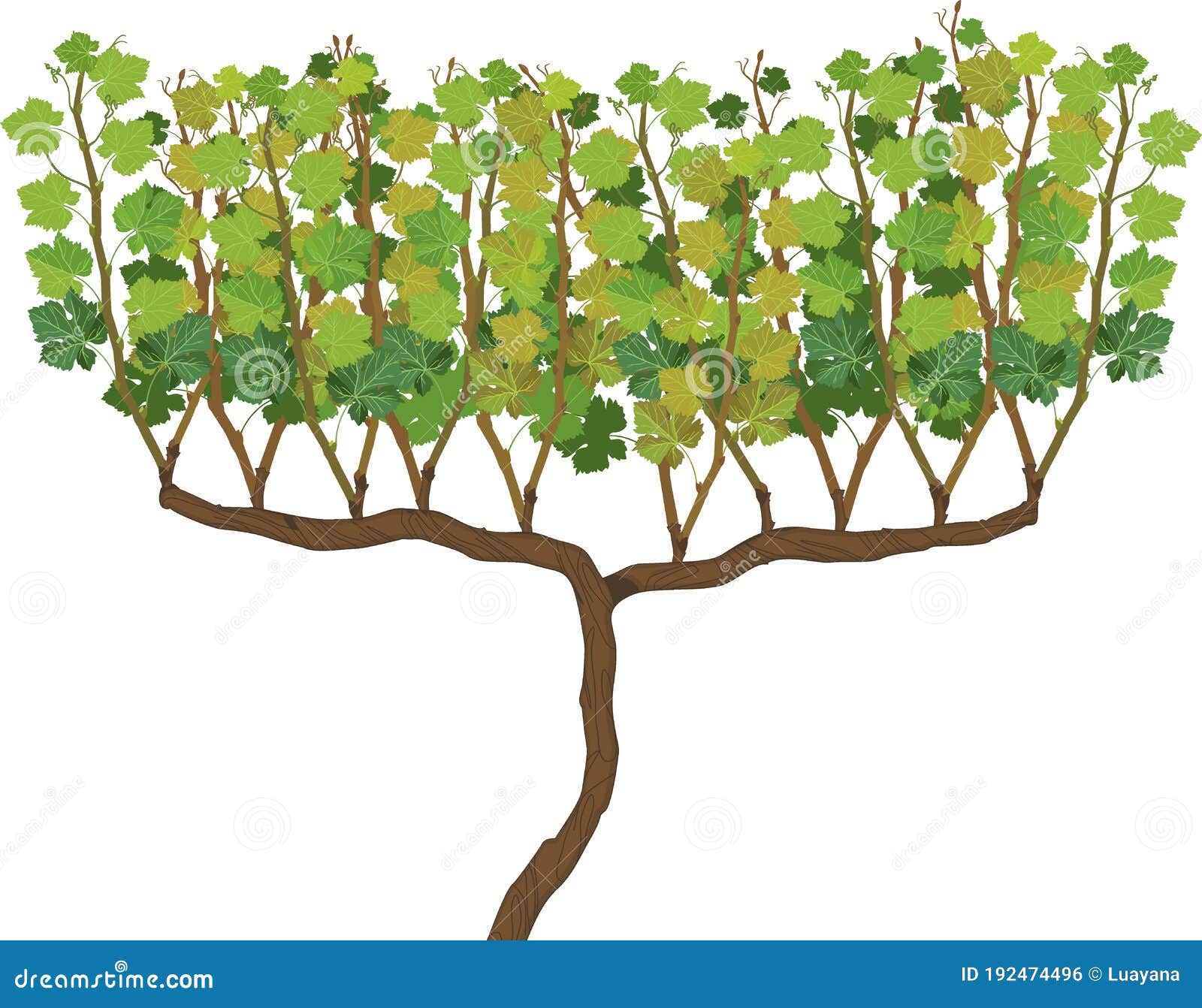 Videira De Uva Com Folhas Verdes Ilustração do Vetor - Ilustração de ...