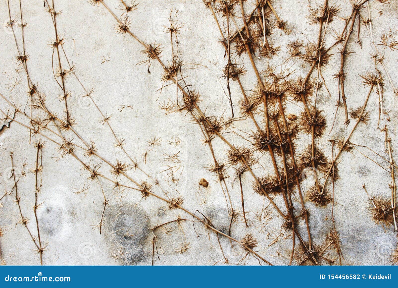 Videira seca na parede foto de stock. Imagem de textura - 154456582