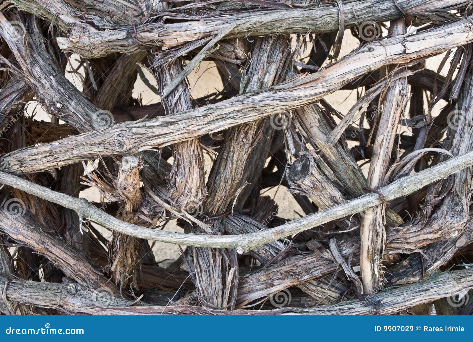 Videira selvagem imagem de stock. Imagem de jardim, selvagem - 9907029