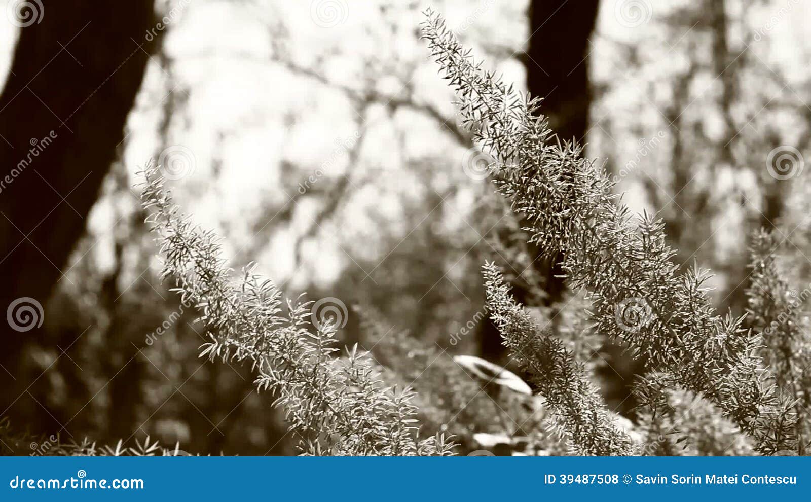 Video of Black and White Bush Stock Footage - Video of country, october ...