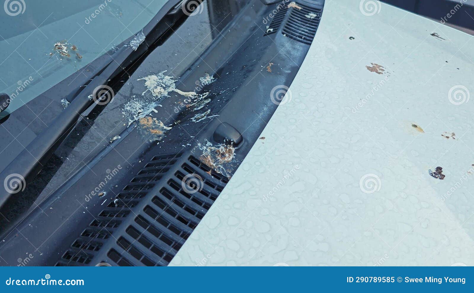 Pigeon Droppings on the Surface of a White Car Body. Stock Video ...