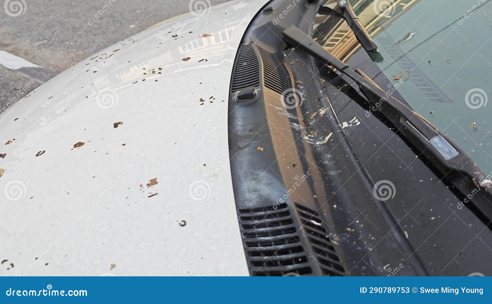 Pigeon Droppings on the Surface of a White Car Body. Stock Video ...