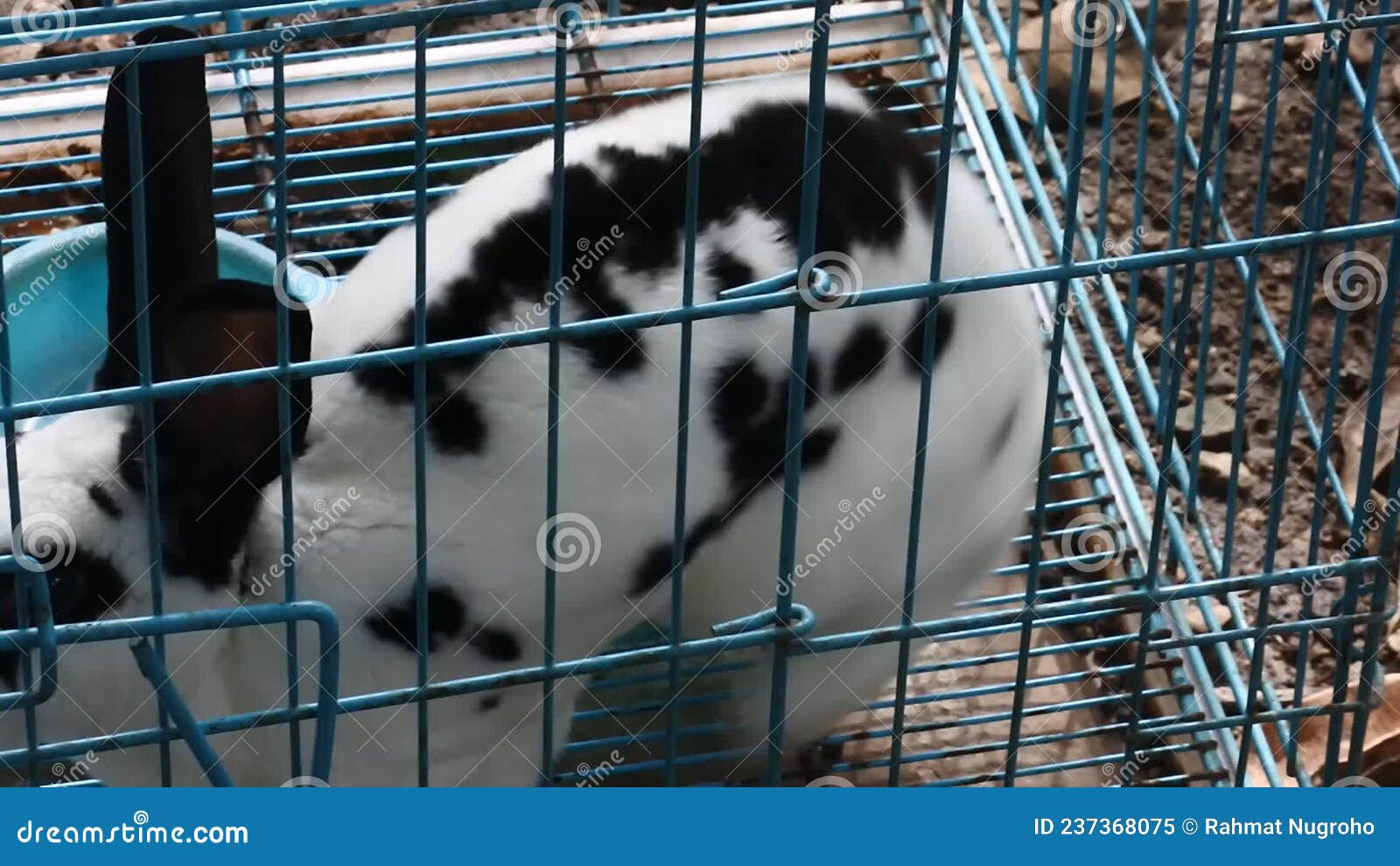 Video of Cute White Rabbit in a Grid of Boxes. Stock Video - Video of ...
