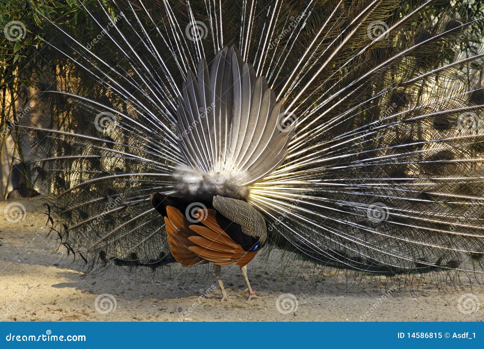 Video del pavone indiano immagine stock. Immagine di colpi - 14586815
