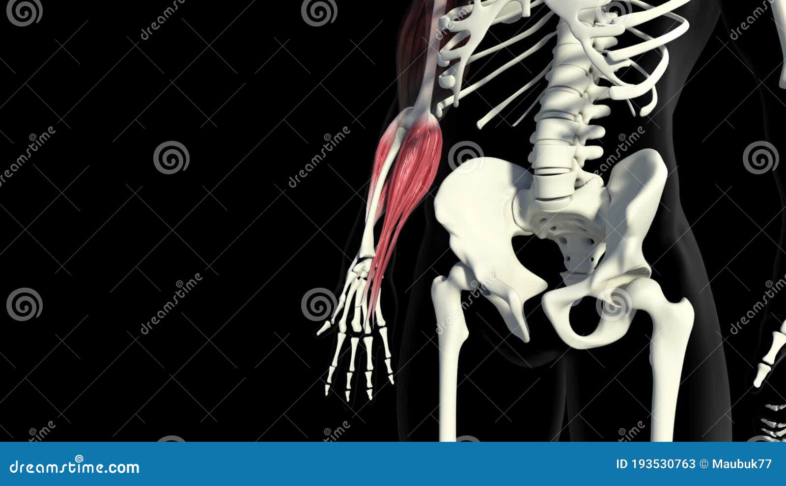 Forearm muscles animation stock video. Video of muscle - 193530763