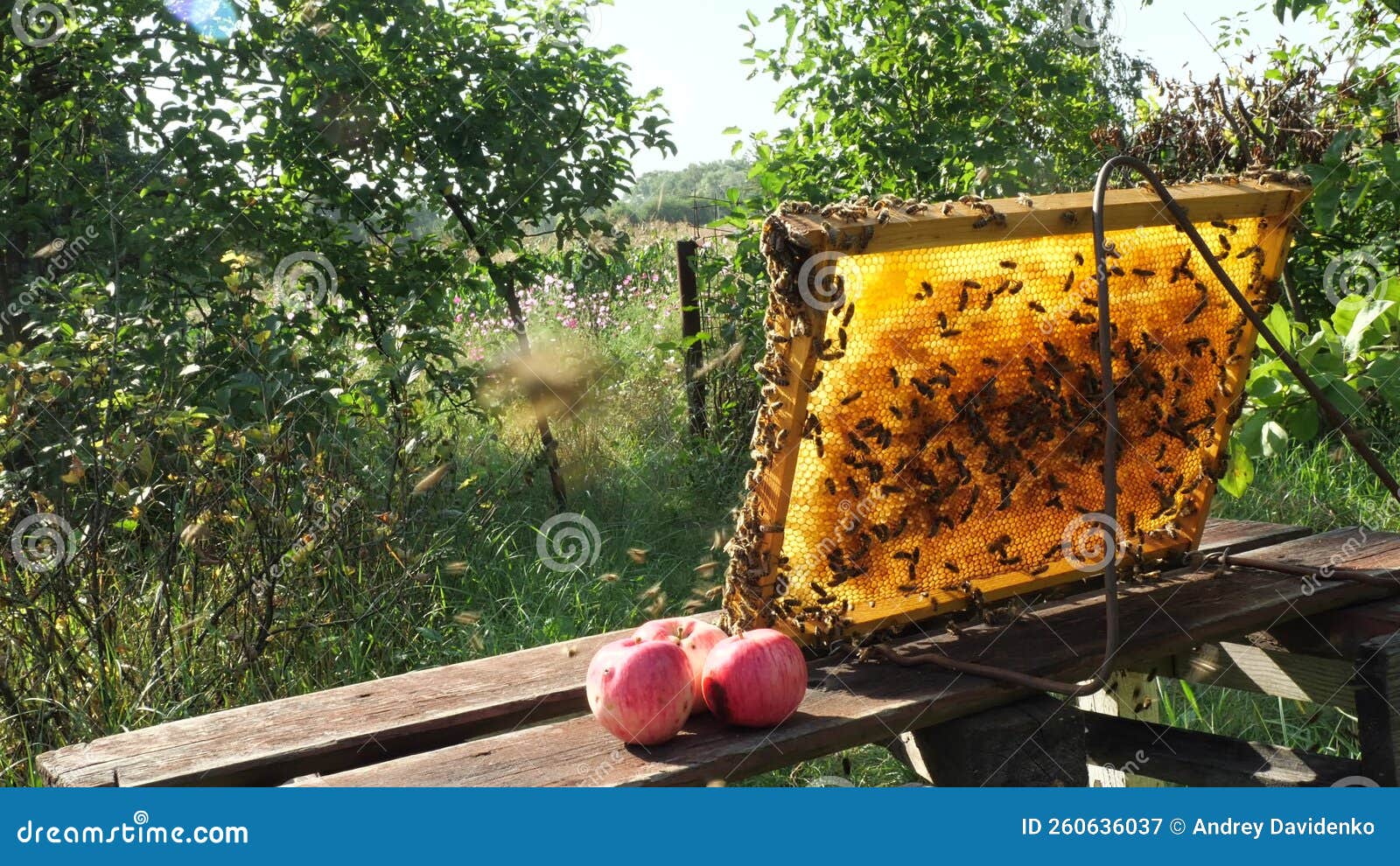 Evening at Apiary. Bees on Honeycombs in the Evening Stock Video ...