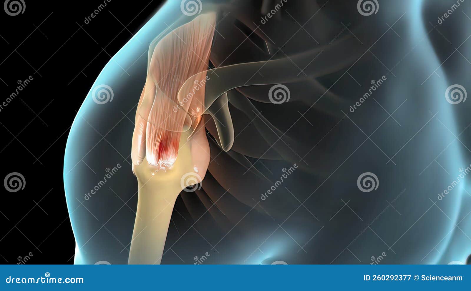 This Video Shows the Rotator Cuff Stock Illustration - Illustration of ...