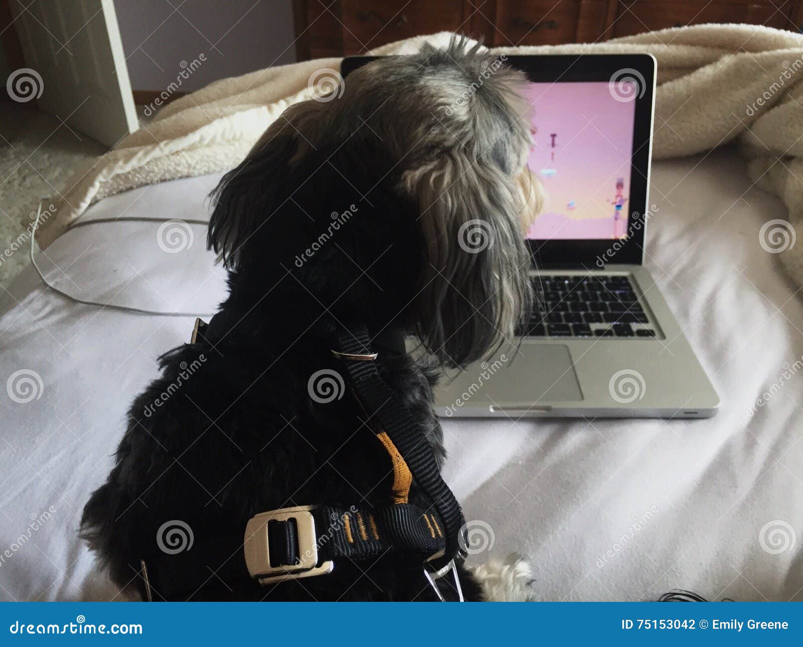 Videos and dogs stock photo. Image of videos, infront - 75153042