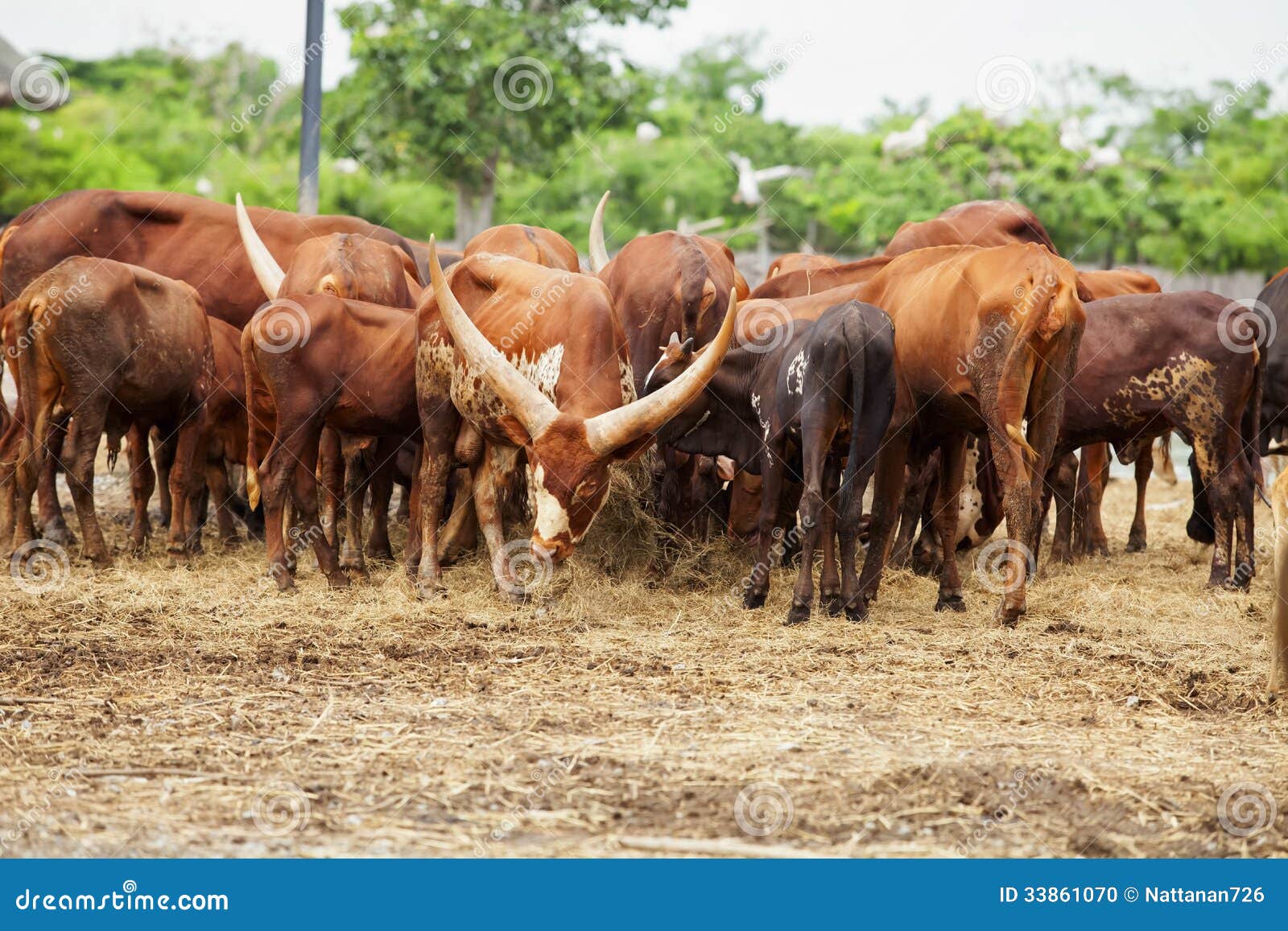 Vieh stockfoto. Bild von tiere, laufen, freiheit, stier - 33861070