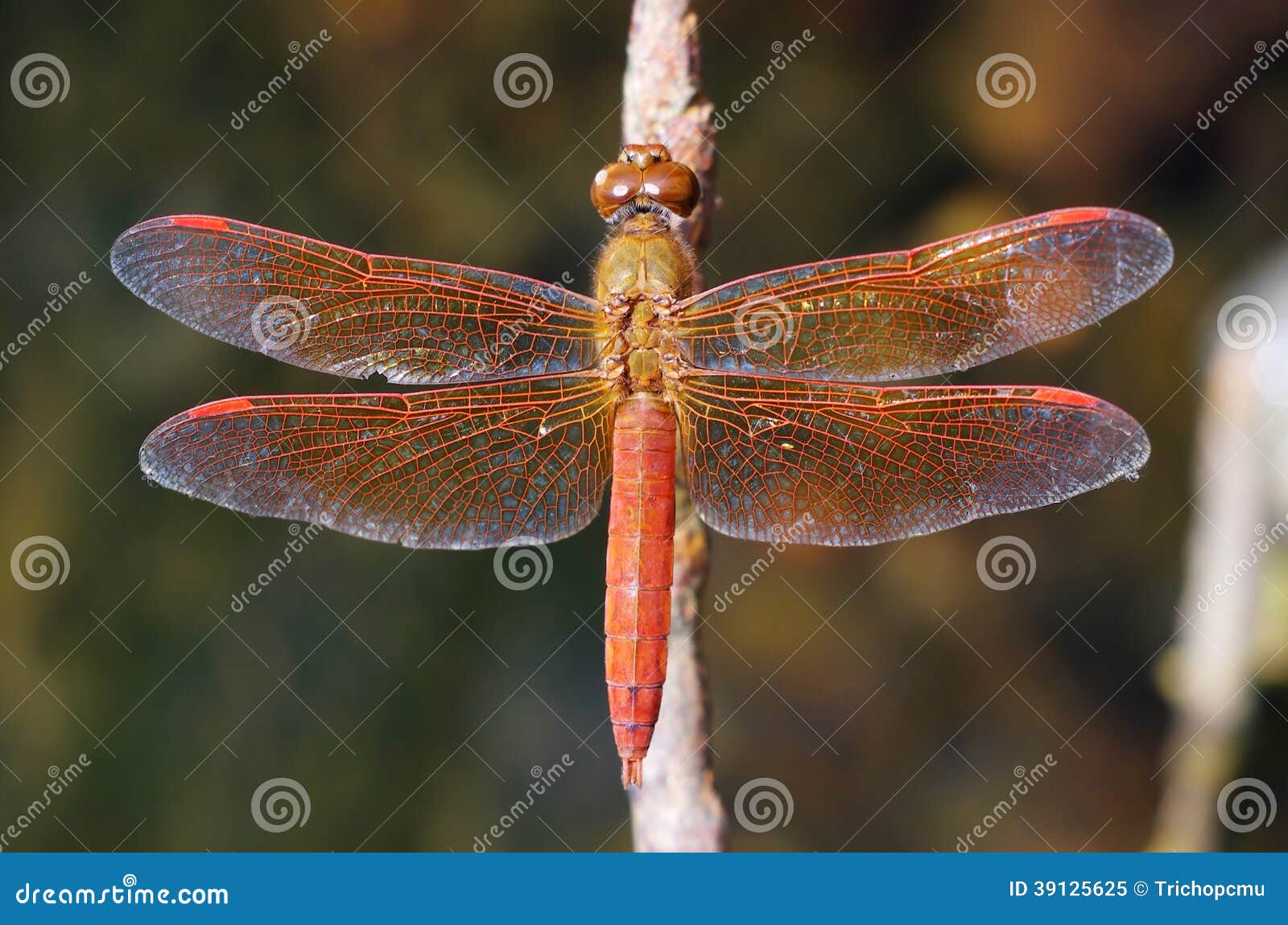 Vieille libellule rouge image stock. Image du oriental - 39125625