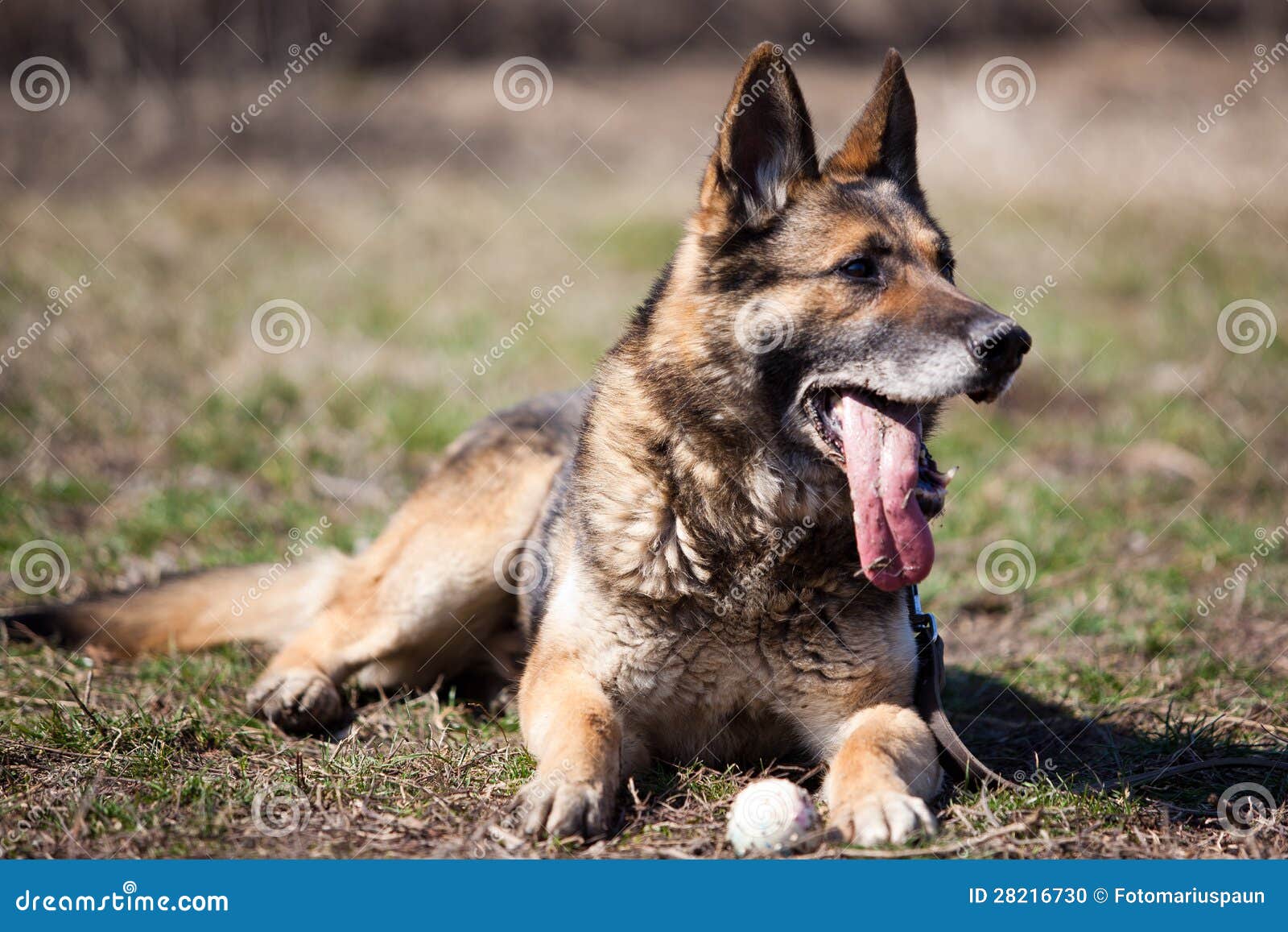 Viejo pastor alemán foto de archivo. Imagen de puro, criado - 28216730