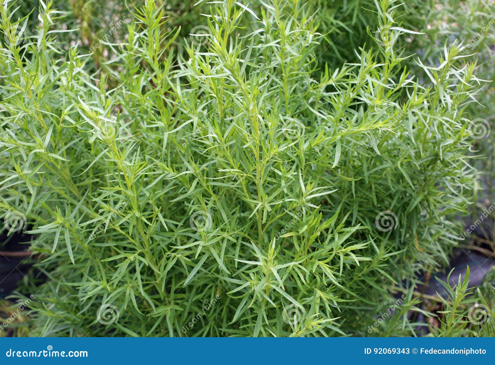 Viele Anlagen Des ESTRAGONS Stockbild - Bild von estragon, aromatisch ...